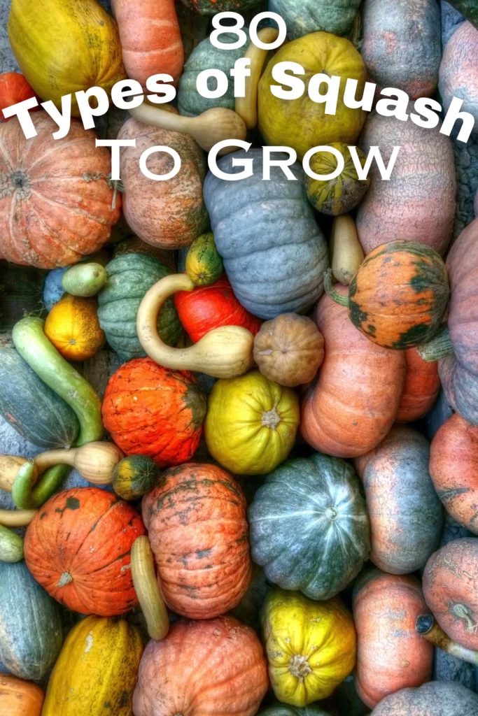 80 Best Types of Squash - Winter & Summer Varieties to Grow